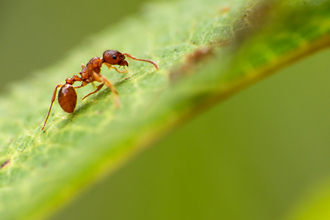 Ants The Wildlife Trust of South and West Wales